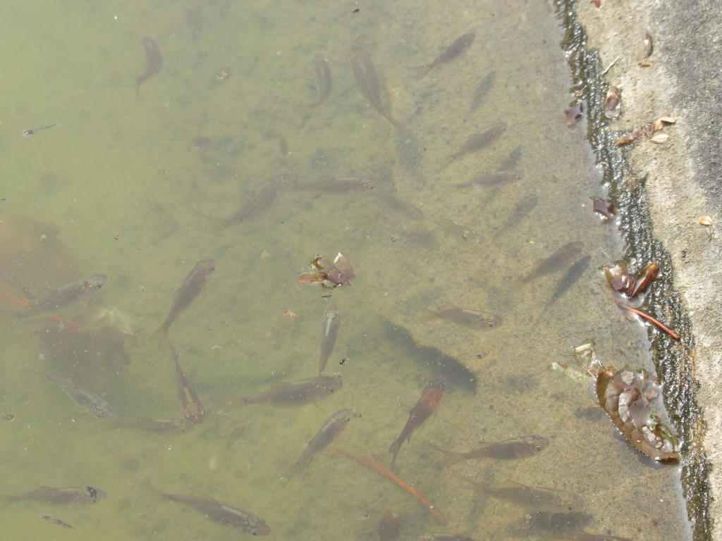 Threespine Stickleback from Tewkesbury GL20, UK on April 17, 2019 at 01 ...