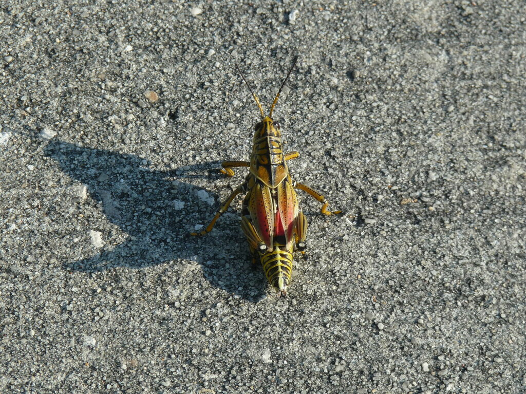 Eastern Lubber Grasshopper from Flagler Beach, FL 32136, USA on July 30 ...