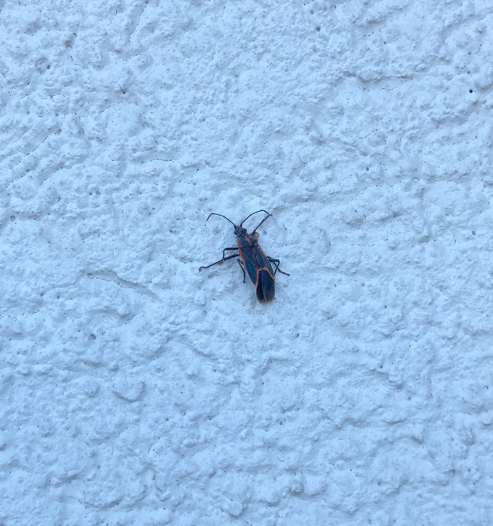 Eastern Boxelder Bug from Southwest Calgary, Calgary, AB, Canada on ...