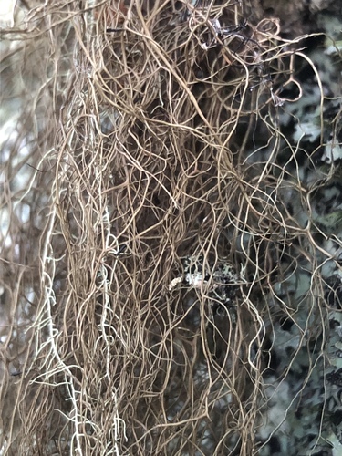 Elegant Horsehair Lichen (Bryoria americana) · iNaturalist United Kingdom