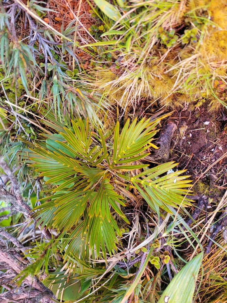Aciphylla similis from Kakapotahi 7885, New Zealand on February 9, 2024 ...