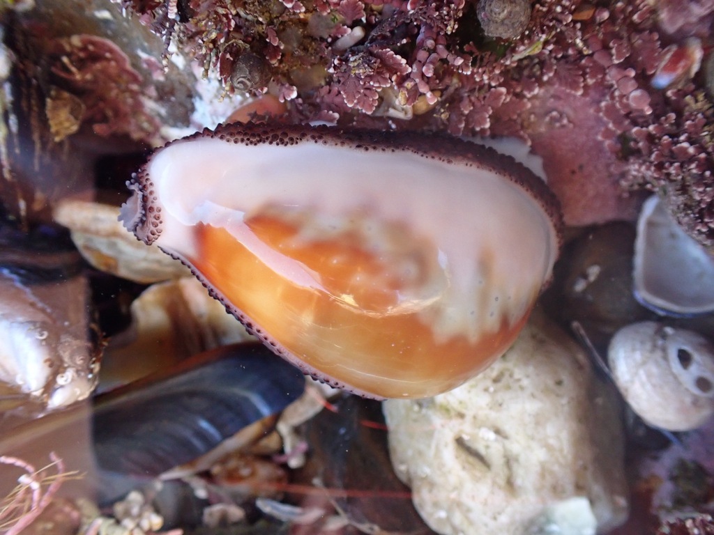 Chestnut Cowry from Los Angeles County, CA, USA on February 9, 2024 at ...