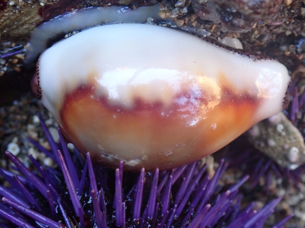 Chestnut Cowry from Los Angeles County, CA, USA on February 9, 2024 at ...