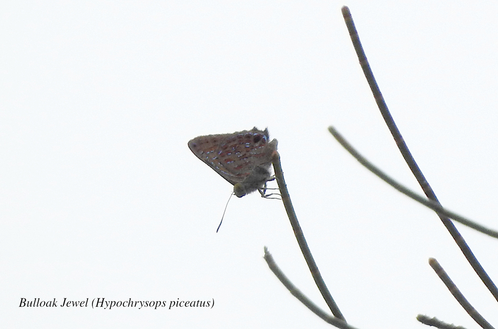 Bulloak Jewel in February 2024 by Marie Tarrant · iNaturalist