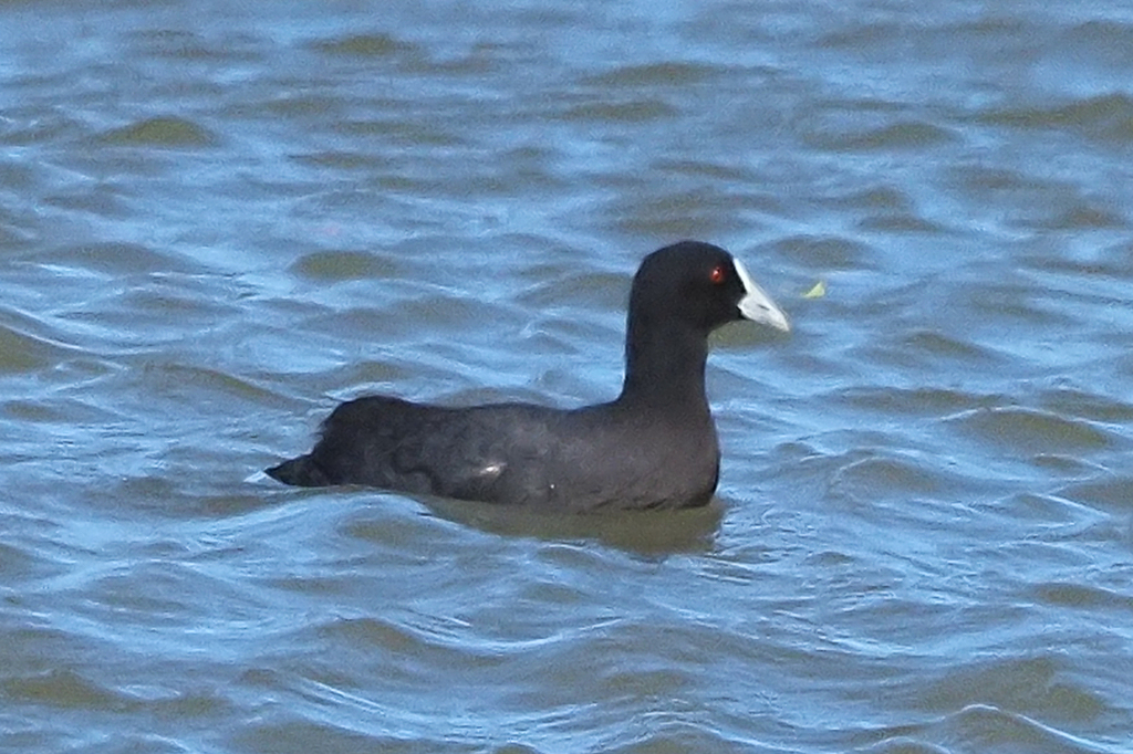Australasian Coot from Sturt Reserve, Murray Bridge SA 5253, Australia ...