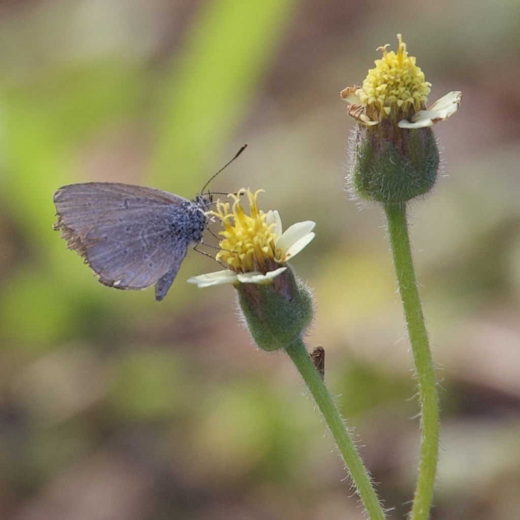 Lesser Grass Blue from Molokaʻi, Hoolehua, HI, US on February 10, 2022 ...