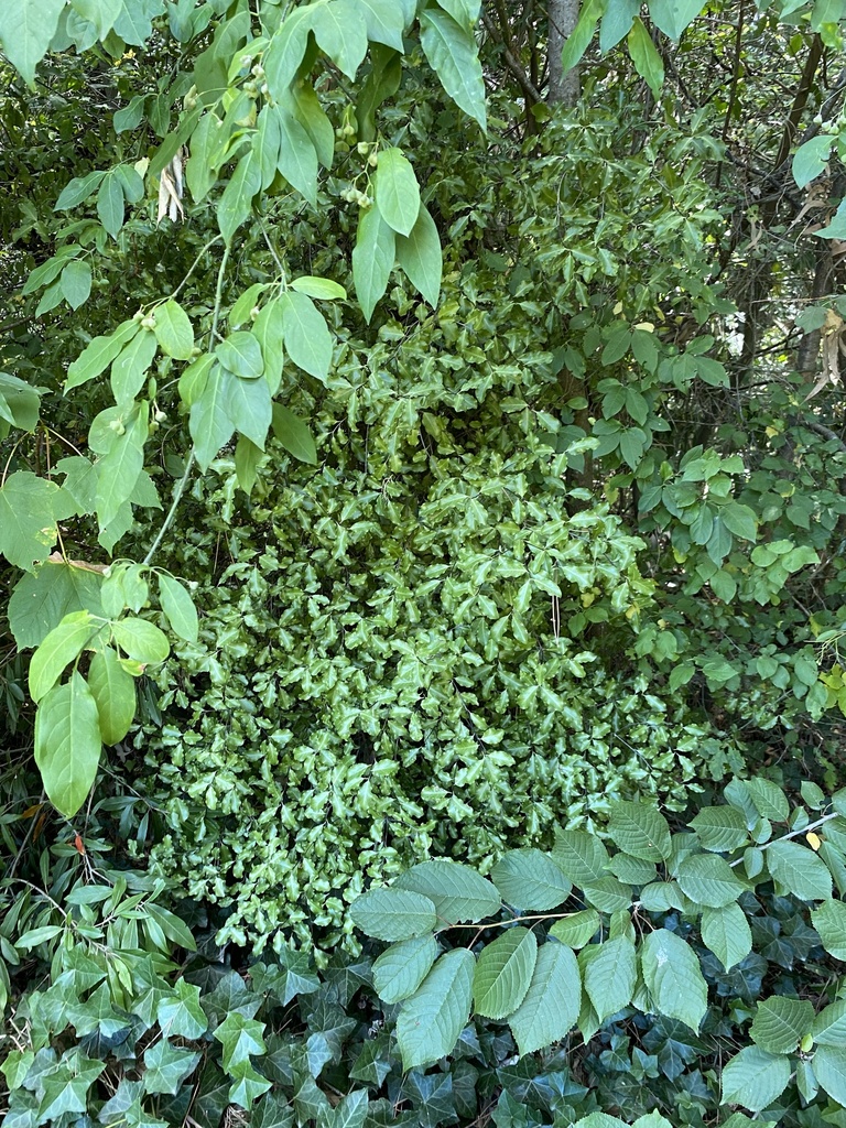 Kōhūhū from South Island/Te Waipounamu, Lake Coleridge, Canterbury, NZ ...