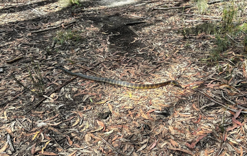 Tiger Snake from Hassans Walls Reserve, Hassans Walls, NSW, AU on ...