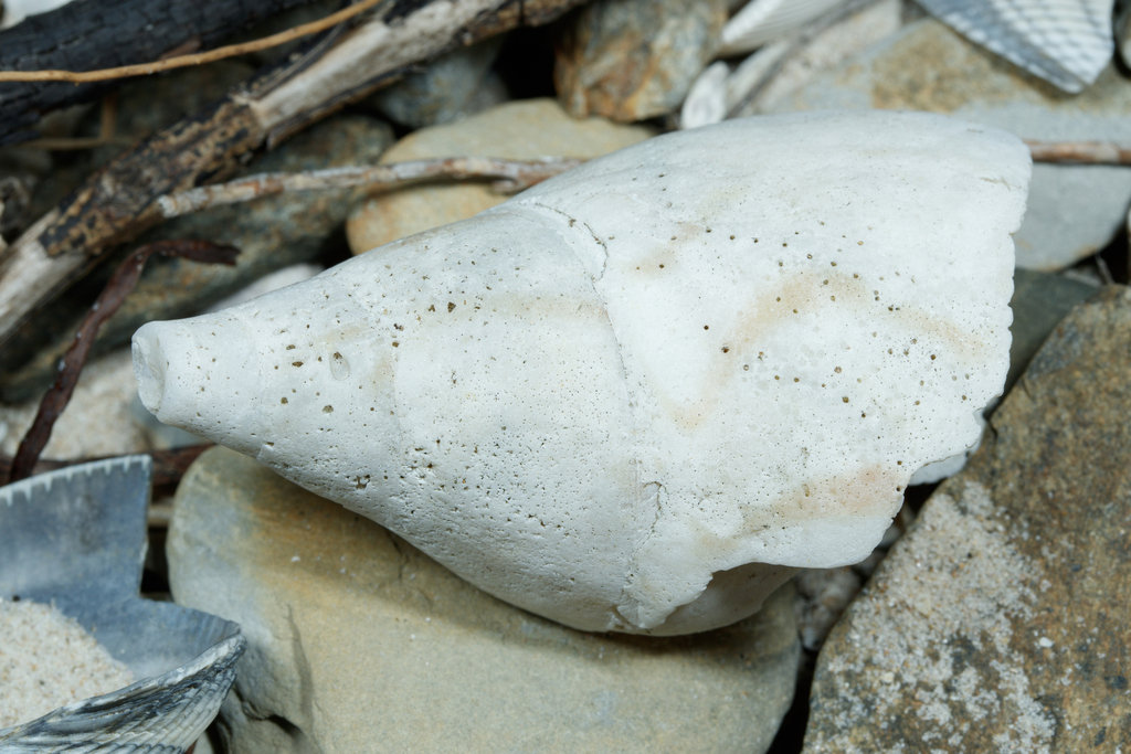 Ericusa papillosa from Peggs Beach on February 10, 2024 at 11:05 AM by Ben Travaglini. On rocky ...