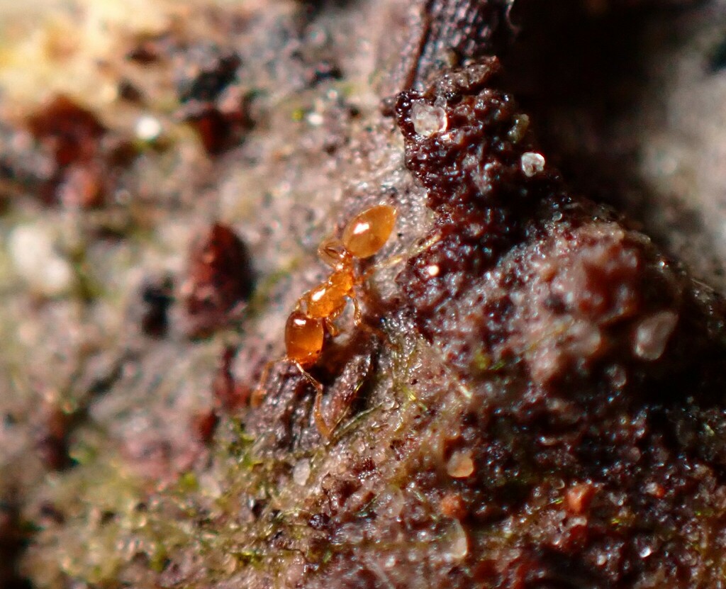 Solenopsis Fire Ants and Thief Ants from 2106 Banks St, Houston, TX ...