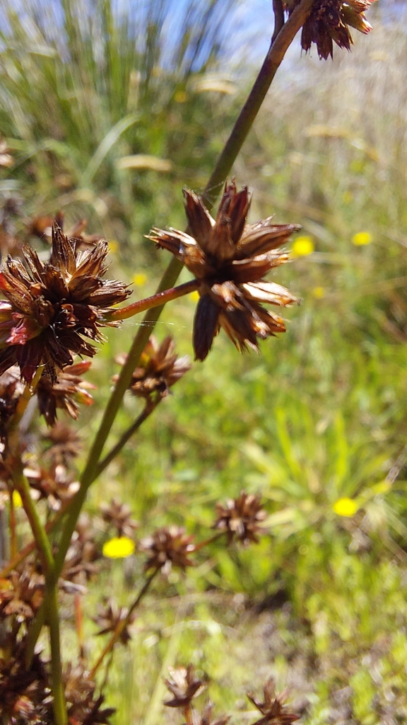 Juncus holoschoenus in February 2024 by grassroots-ky · iNaturalist