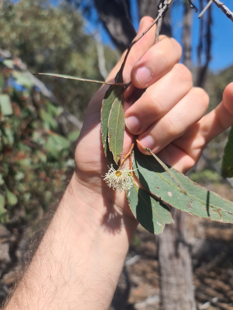 Red Stringybark from Ingliston VIC 3342, Australia on February 10, 2024 ...