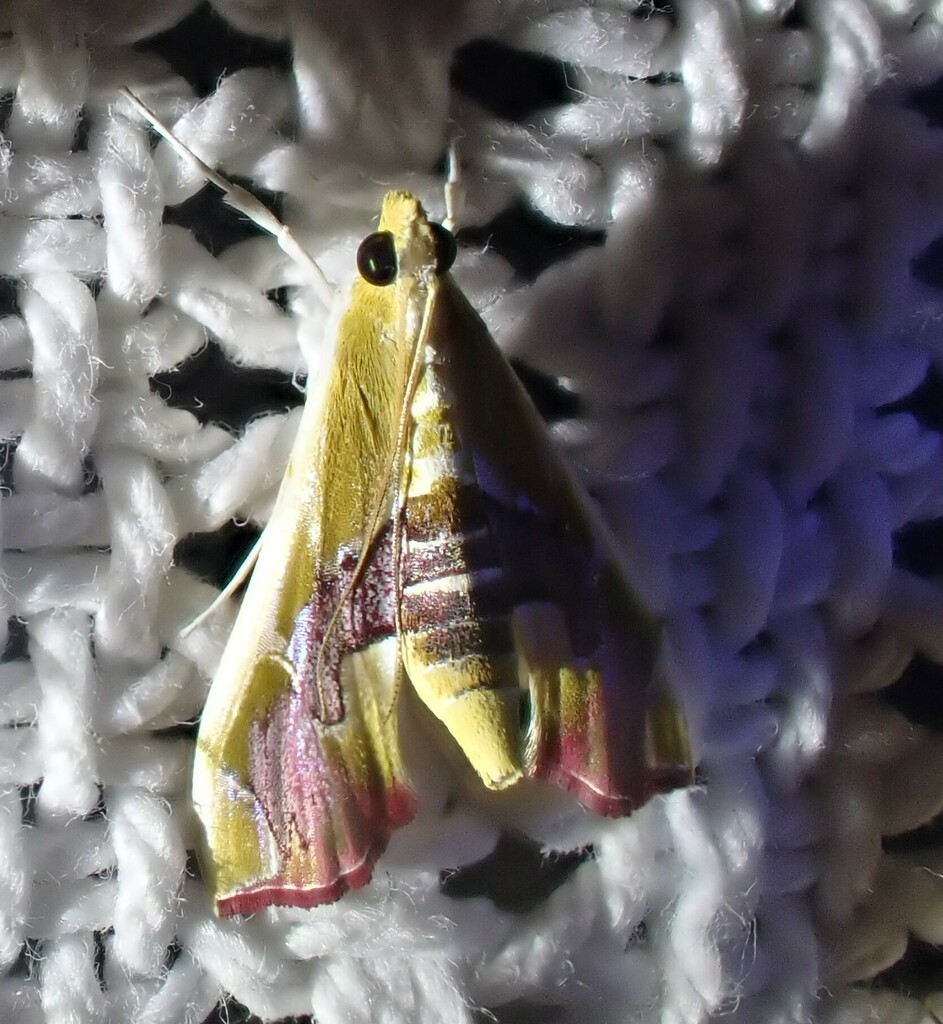 Coral Tree Moth in January 2024 by Stephen Fricker · iNaturalist