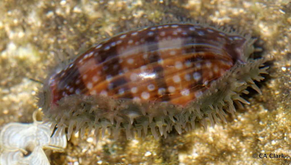 Little Deer Cowry from Parque Nacional Marino Ballena, Osa, Puntarenas ...