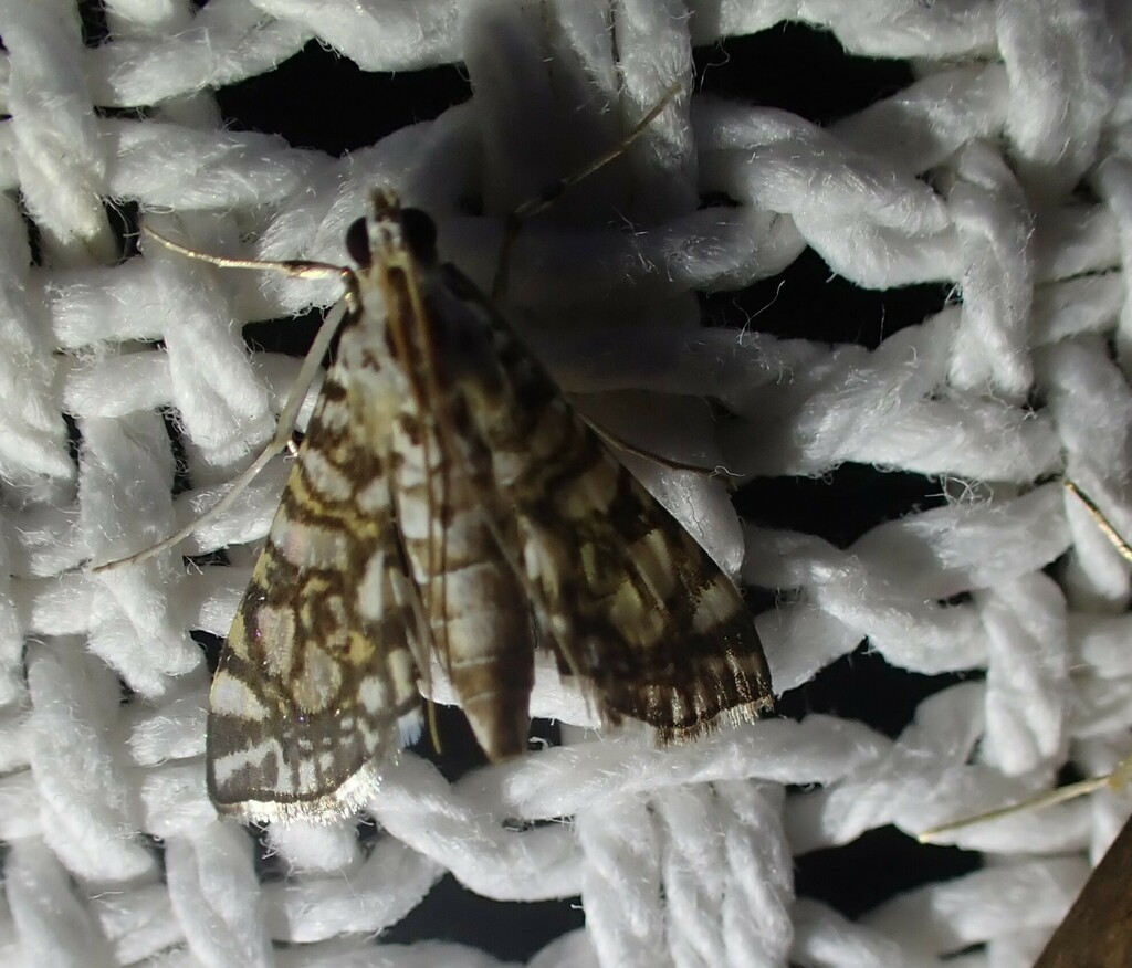 Swan plant flower moth in January 2024 by Stephen Fricker · iNaturalist