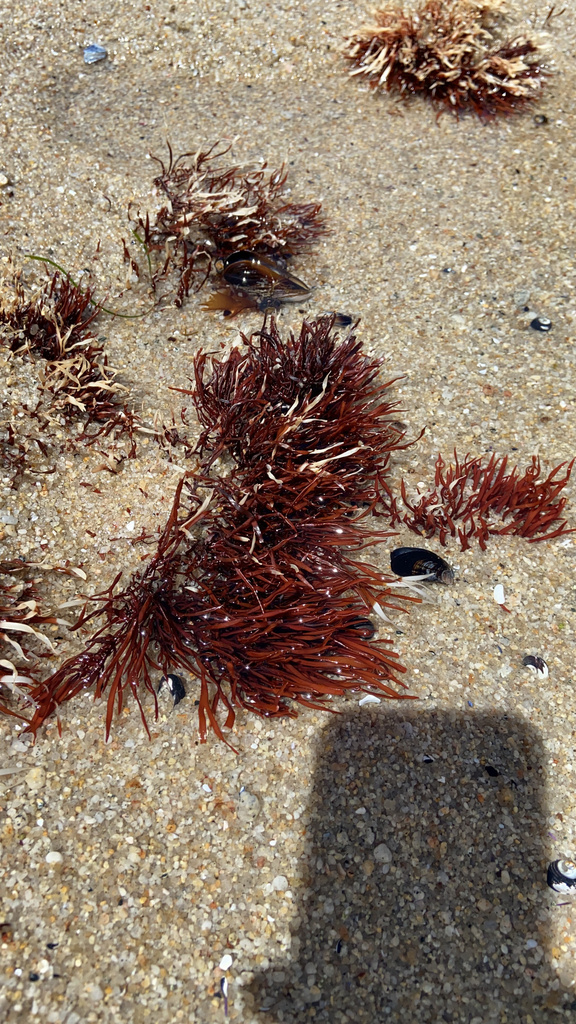 succulent seaweed from Monterey Bay, Pacific Grove, CA, US on June 6 ...