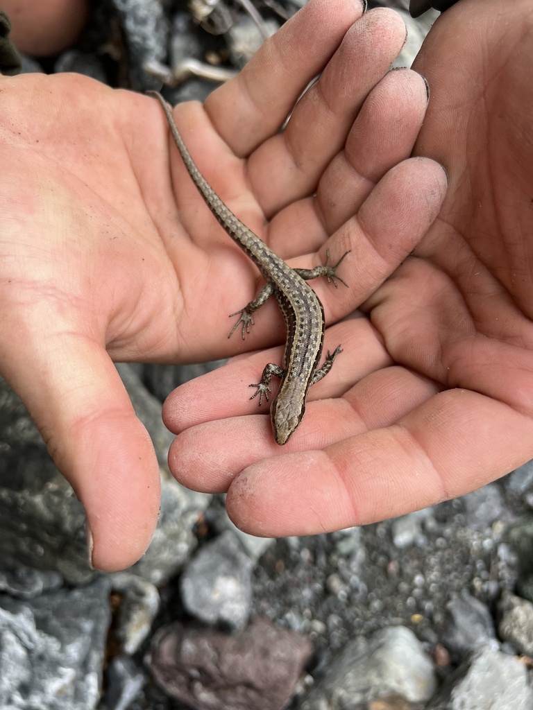 Small-scaled Skink in February 2024 by alyssanolly · iNaturalist