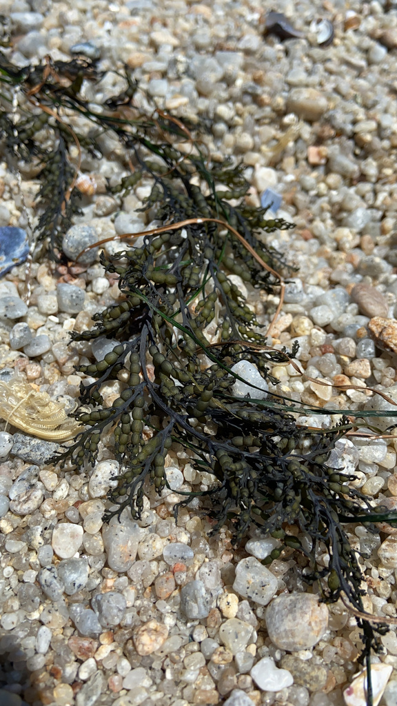 chain bladder kelp from Monterey Bay, Pacific Grove, CA, US on June 6 ...