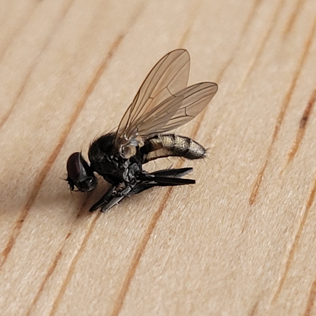 Lesser House Fly from Kingswell, Invercargill, New Zealand on February ...
