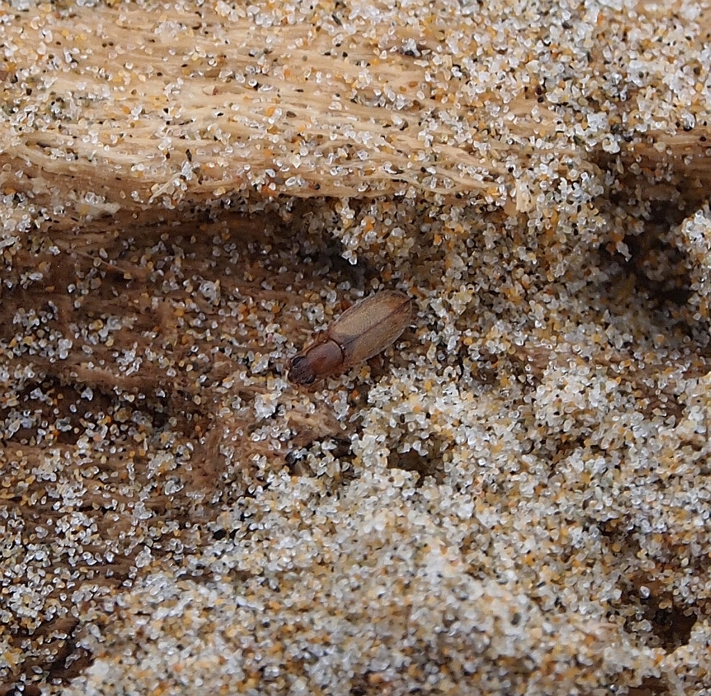 Broun's sand beetle from Tautuku Beach Tautuku Beach Road, Papatowai ...