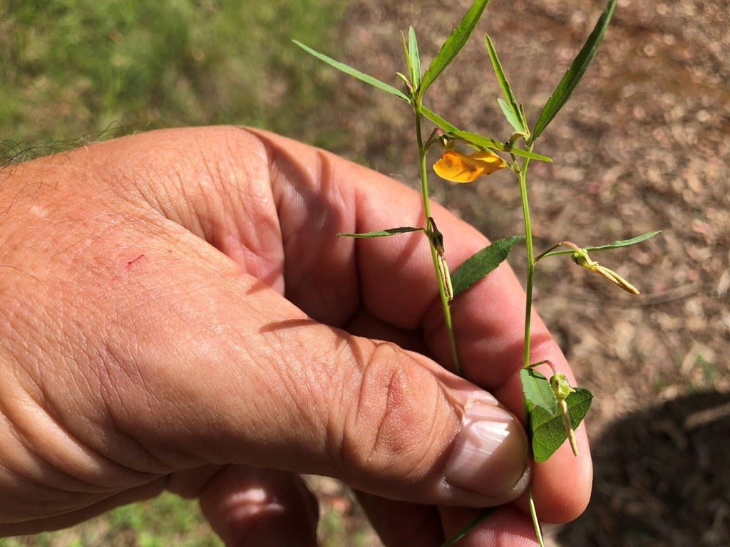 spade flower from Merritts Creek QLD 4352, Australia on February 10 ...