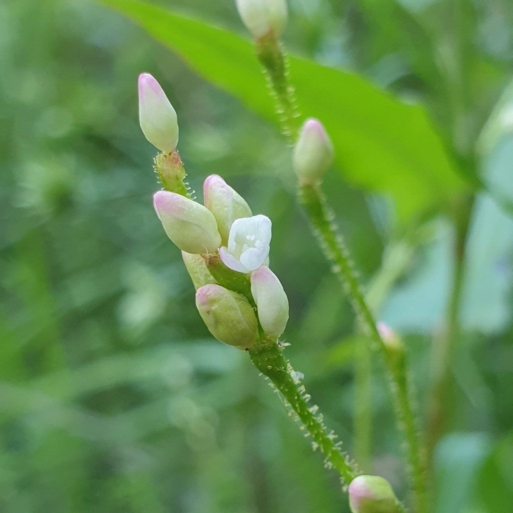 spotted knotweed from Gruyere VIC 3770, Australia on February 10, 2024 ...