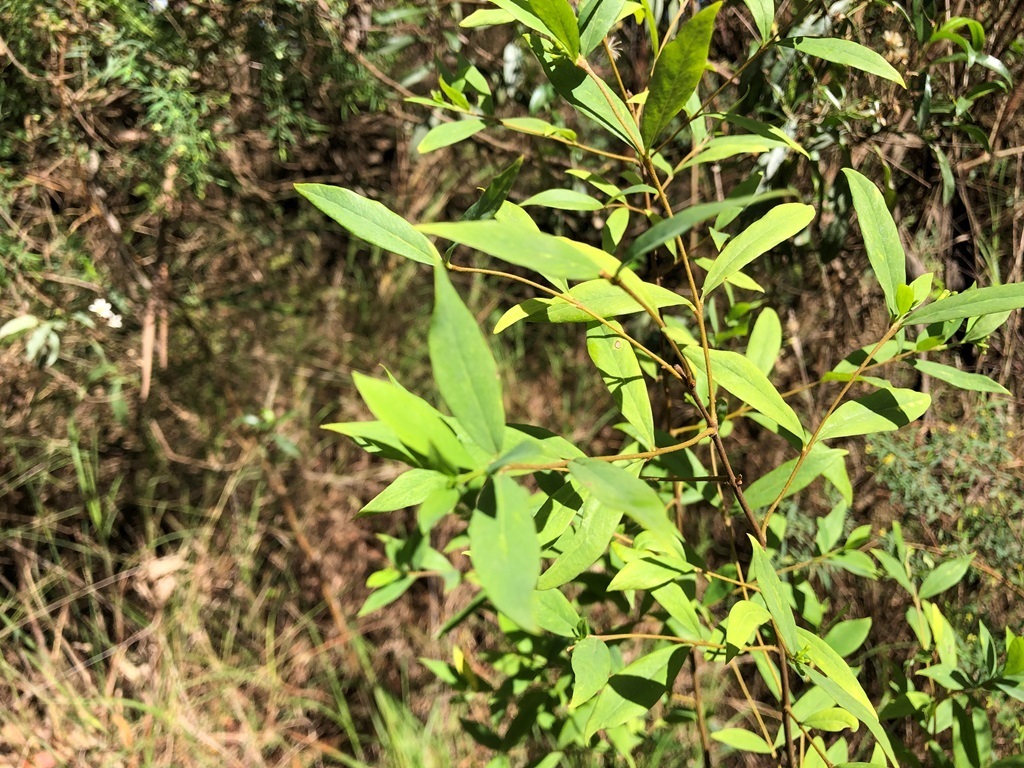 Bootlace Plant from Merritts Creek QLD 4352, Australia on February 10 ...