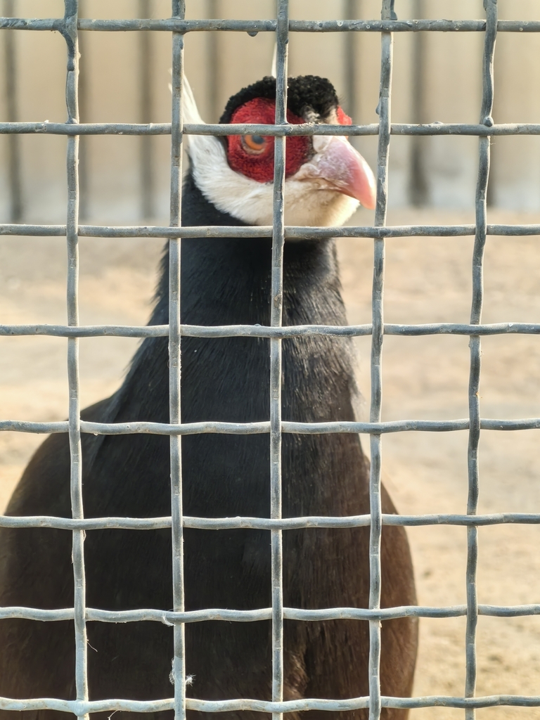 Brown Eared-Pheasant in February 2024 by wangwang2018 · iNaturalist