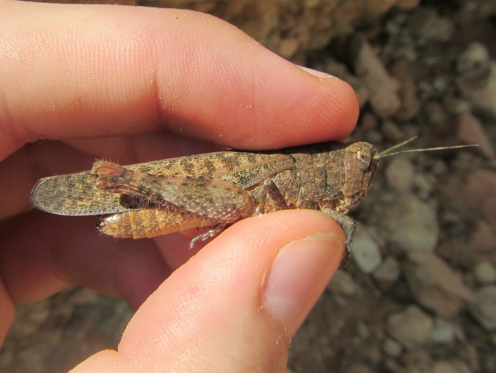 Ungee-Gungee from Townsville QLD, Australia on September 13, 2018 at 10 ...