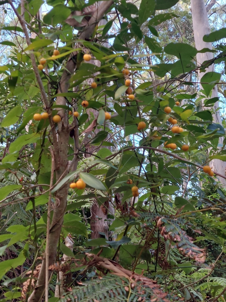 Wombat Berry from Westleigh NSW 2120, Australia on February 10, 2024 at ...