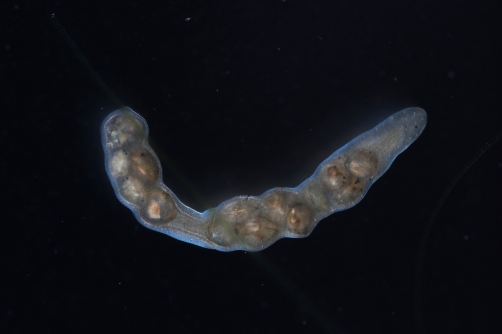Typhloplanidae from Ningbo, CN-ZJ, CN on February 10, 2024 at 04:35 PM ...