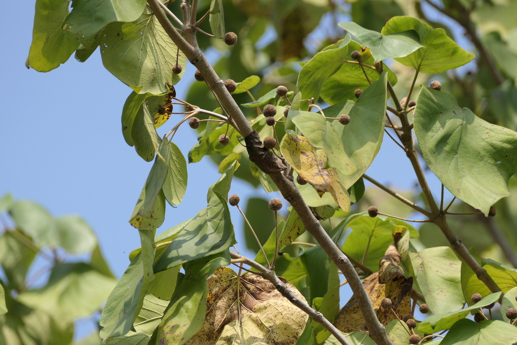 Haldu from Somnath Prakalp, Maharashtra on February 7, 2024 at 10:28 AM ...
