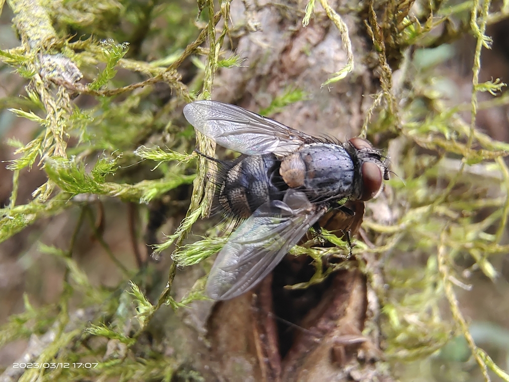 Carcelia from Yichun, CN-JX, CN on March 12, 2023 at 05:07 PM by ...