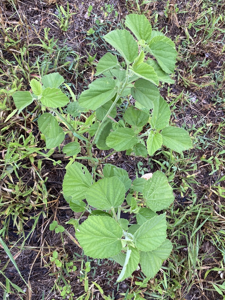 flannel weed from Elsey, AU-NT, AU on February 10, 2024 at 05:38 PM by ...