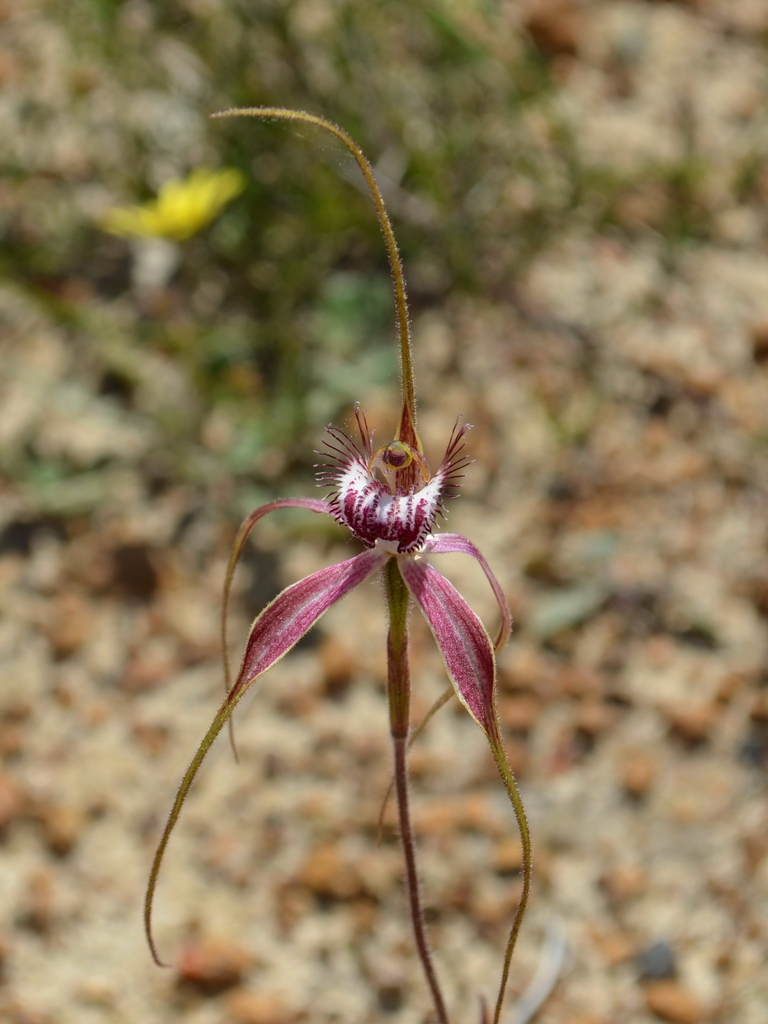 Caladenia from Condingup WA 6450, Australia on September 17, 2014 at 01 ...