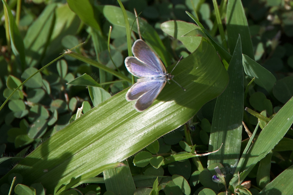 Lesser Grass Blue from Molokaʻi, Hoolehua, HI, US on January 9, 2022 at ...