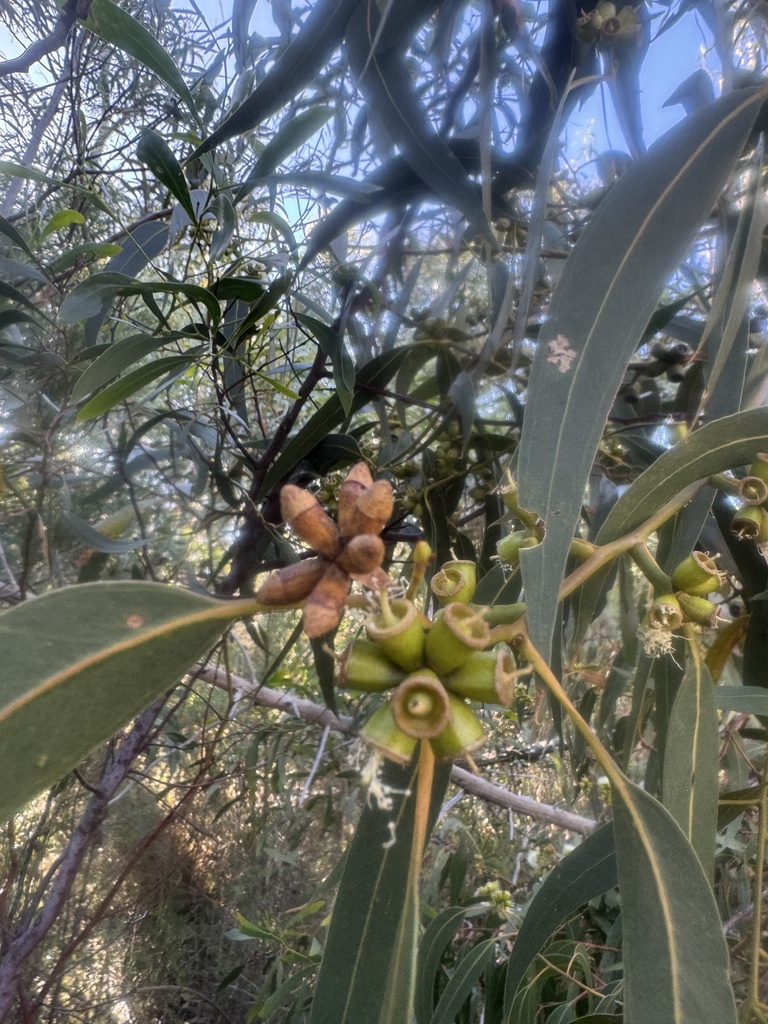 Long-leaved Box from South West Ward, Laharum, VIC, AU on February 10 ...