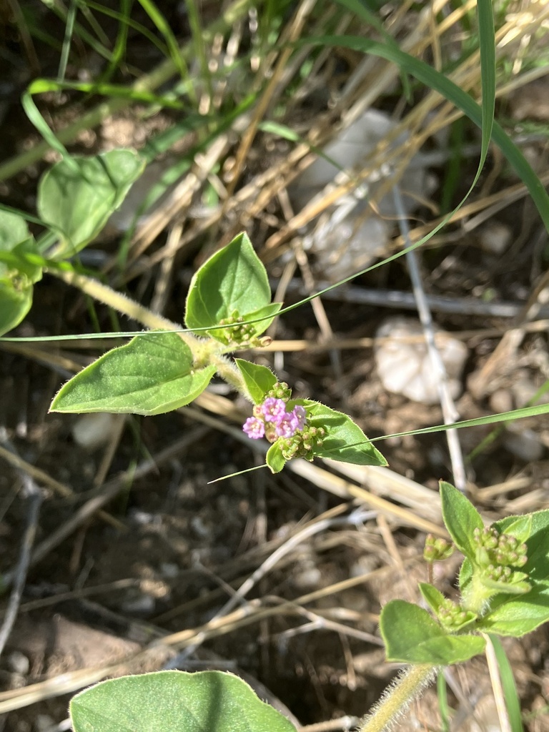 scarlet spiderling from Khomas, NA on February 10, 2024 at 10:14 AM by ...