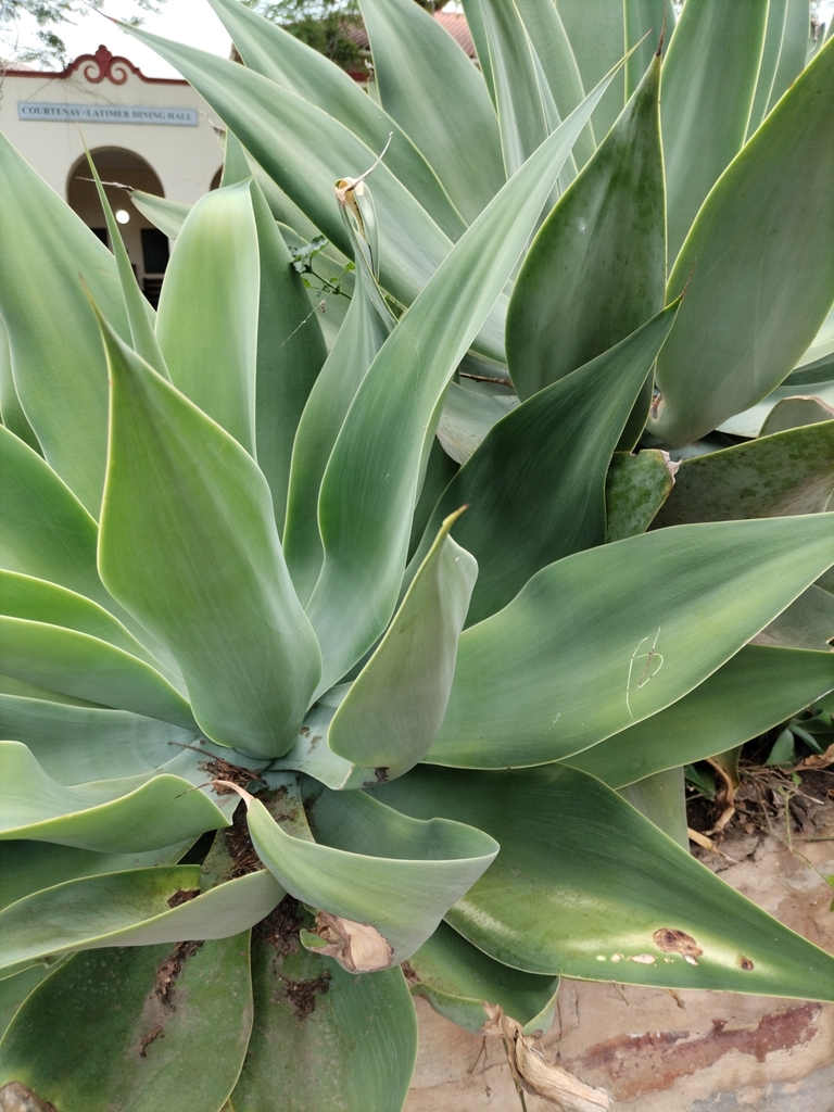 Swan-neck Agave from Courtenay Latimer Hall, 3234 University Rd ...