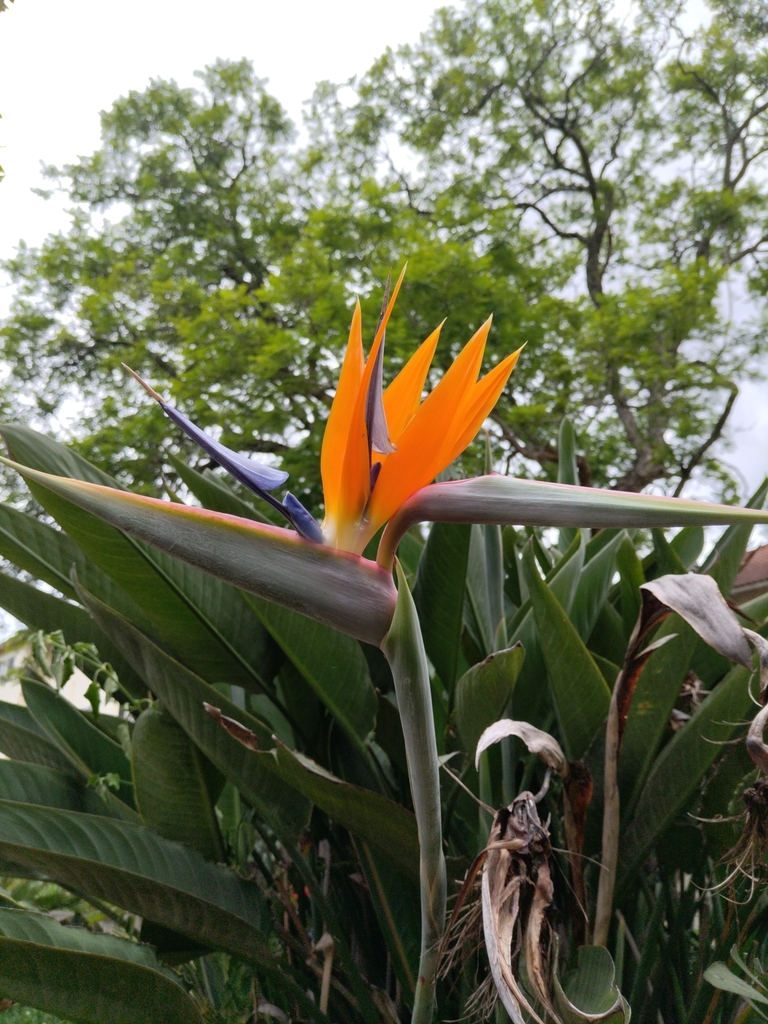 common bird-of-paradise flower from Courtenay Latimer Hall, 3234 ...