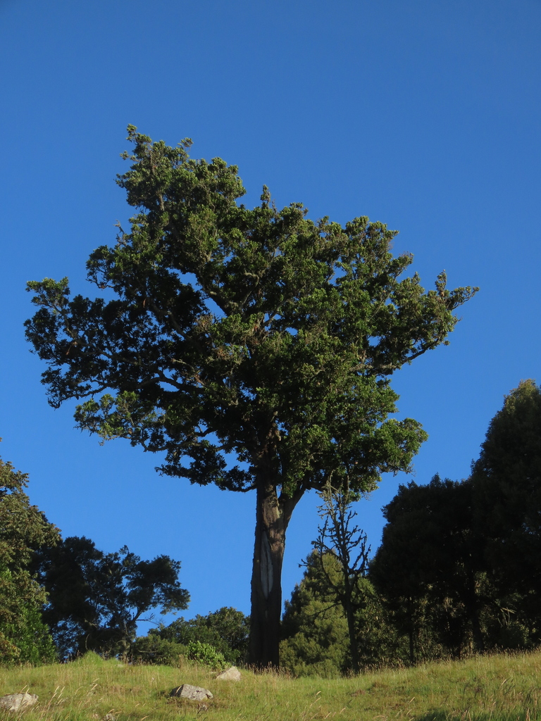 Andean oak in February 2024 by Mateo Hernandez Schmidt · iNaturalist