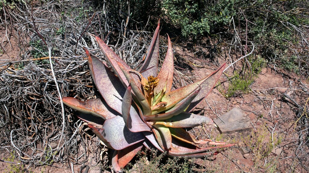 Buhr's Stemless Aloe in September 2007 by Jean Audissou · iNaturalist