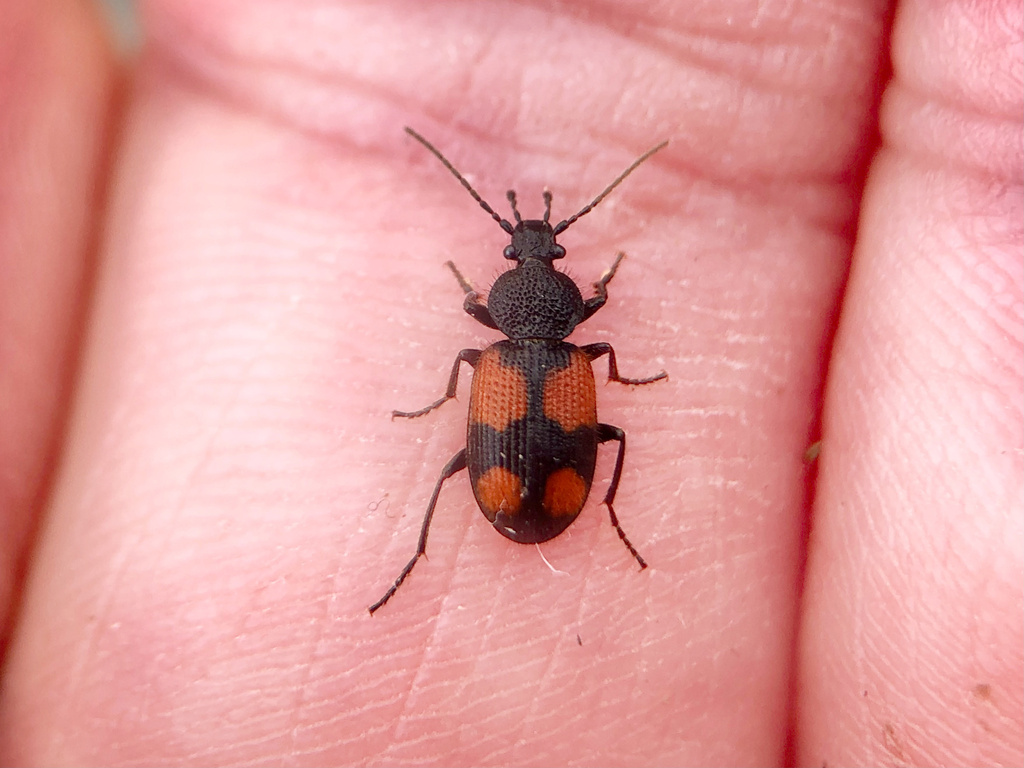 Two-spotted Holy Ground Beetle from Мостовский район, Краснодарский ...
