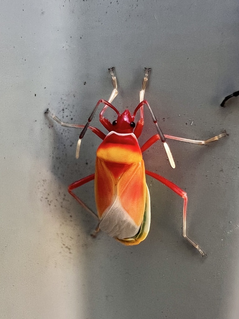 Harlequin Red Bug in February 2024 by Tom Hunt. Unusual colour form ...
