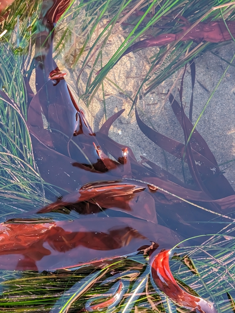 Bleach Weed from Opal Cliffs, Santa Cruz, CA, USA on February 9, 2024 ...