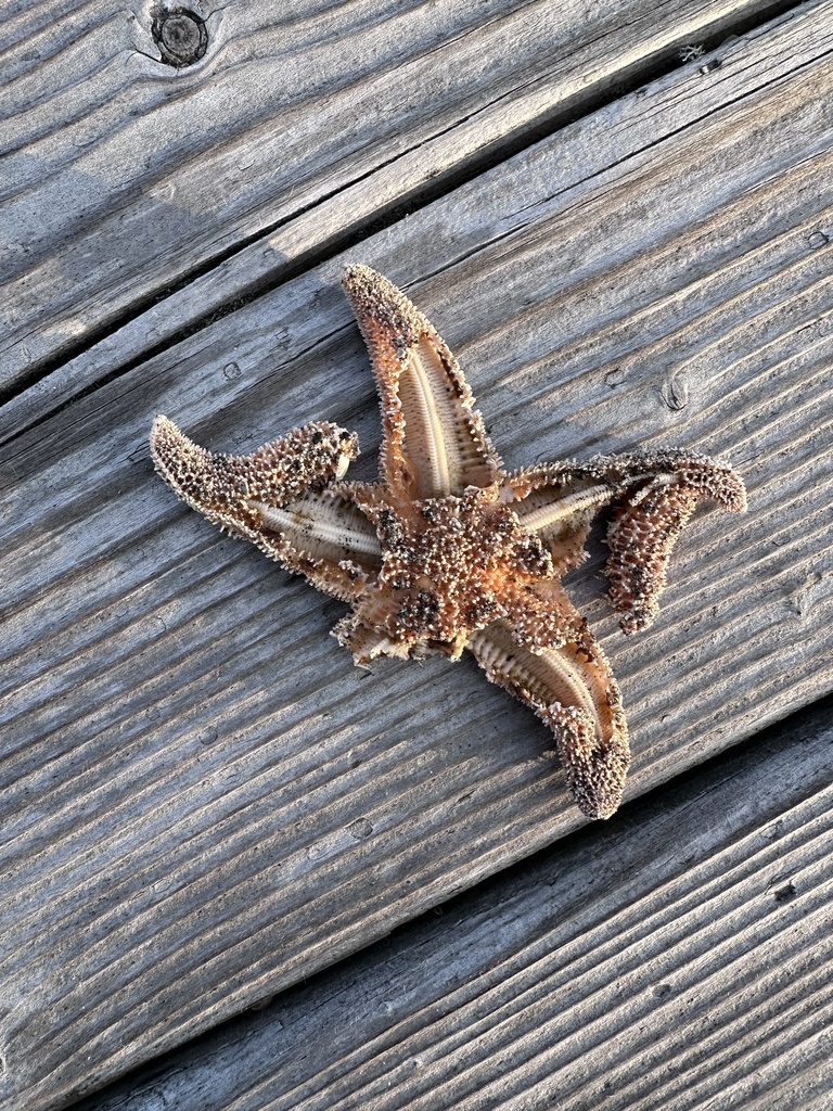 Northern Pacific Sea Star from Shunkunitai, Nemuro, Hokkaido, JP on ...