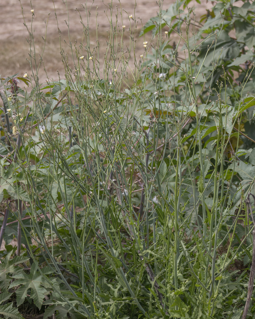 Launaea intybacea from Culiacán, Sin., México on February 9, 2024 at 02 ...