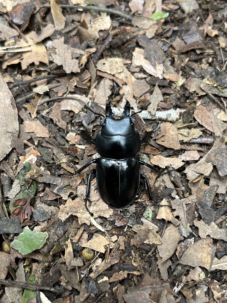 Neolucanus swinhoei from 臺灣島, 延平鄉, TTT, TW on September 17, 2023 at 12: ...