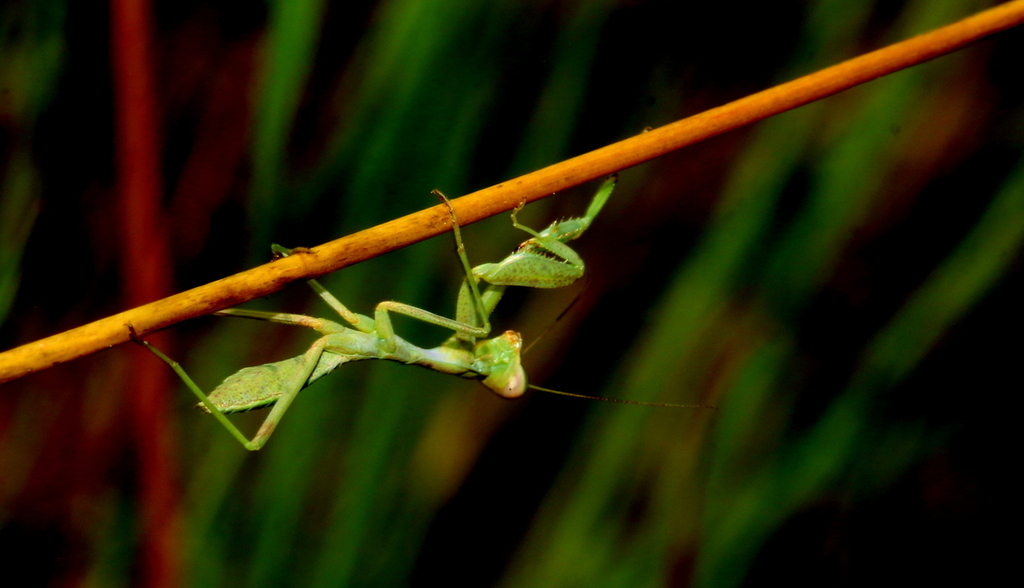 Wide-armed Mantis from Wonderboom, Pretoria, 0182, South Africa on ...