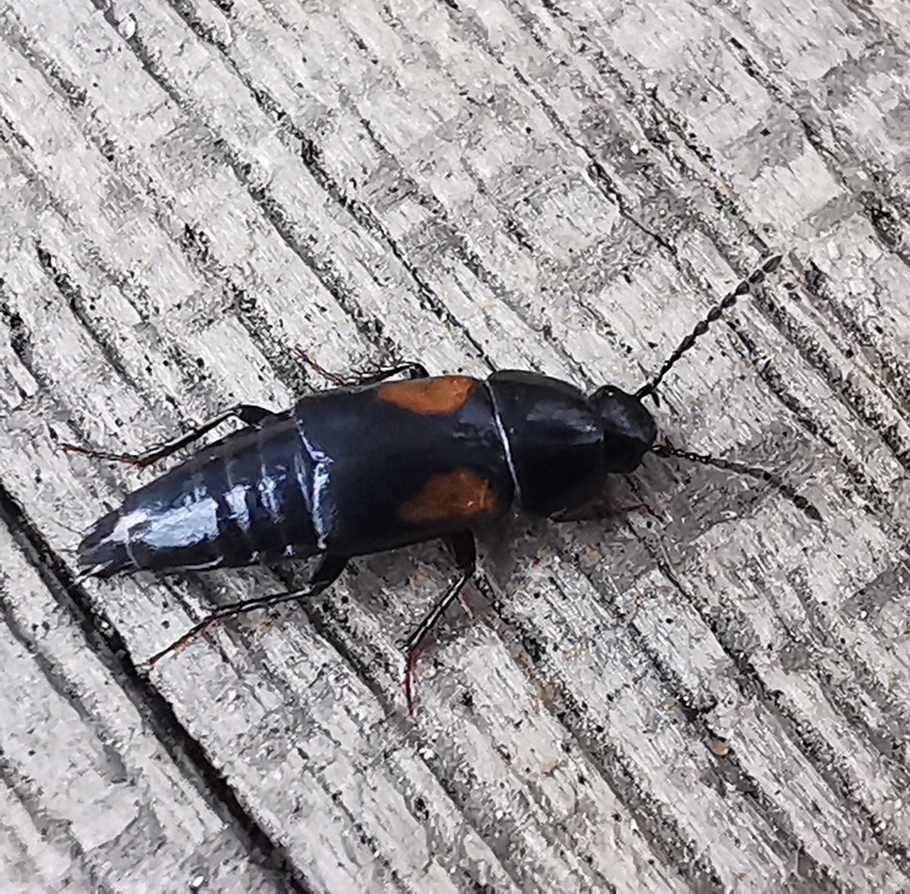 Tachinus subterraneus from 55 Mainz, Deutschland on February 10, 2024 ...
